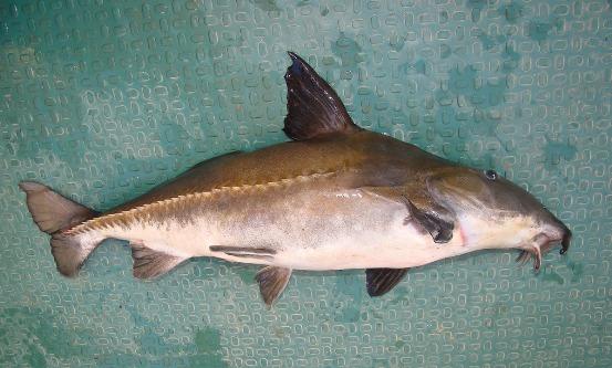 Pez cuchi | Gota del Chaco