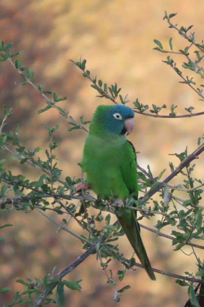 Cotorra cara azul | Gota del Chaco