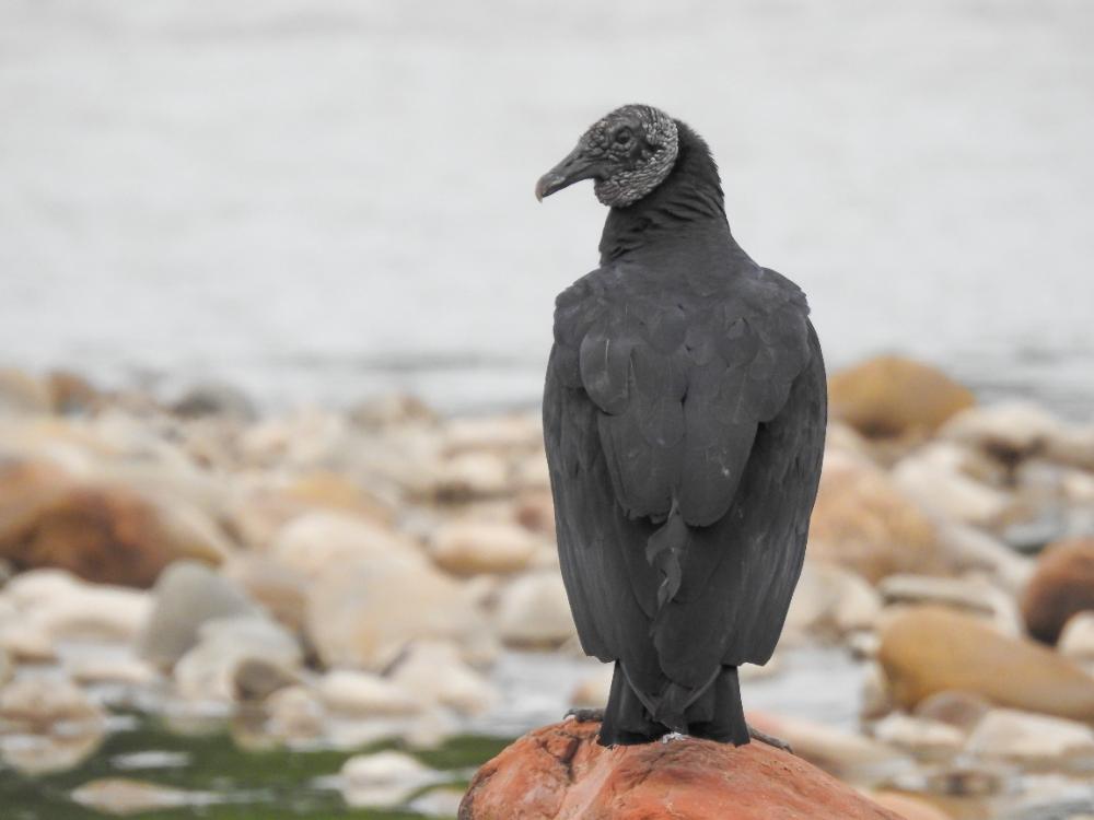 Sucha | Gota del Chaco