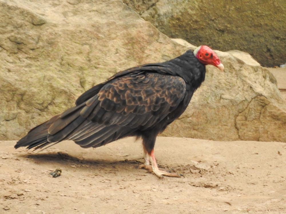 Palapala | Gota del Chaco
