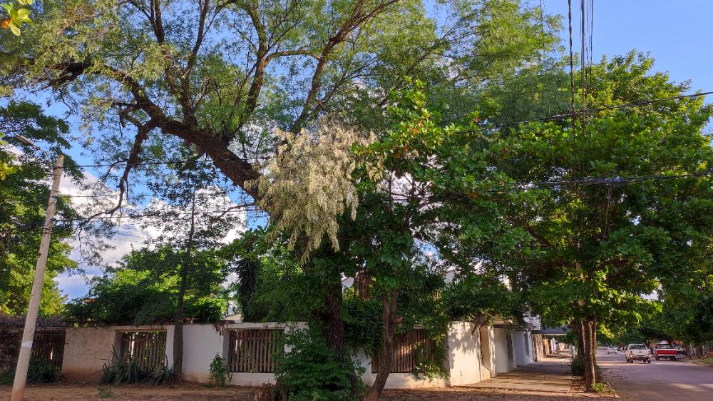 Quebracho colorado | Gota del Chaco