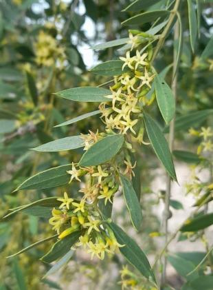 Quebracho blanco | Gota del Chaco