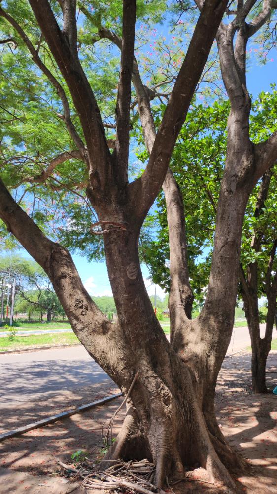 Pajarilla Av. Periférica | Gota del Chaco