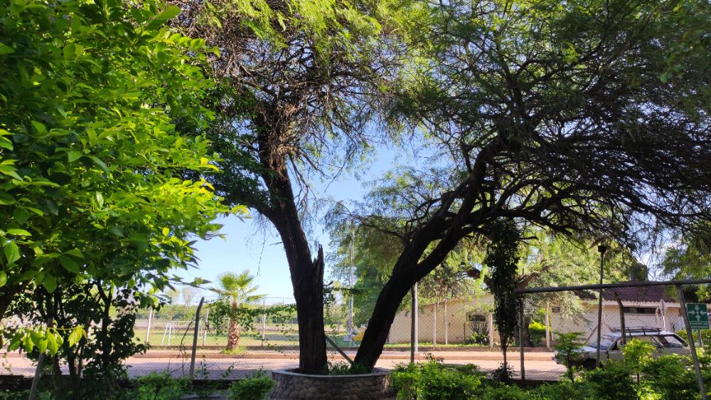 Algarrobo Mayor Cerpi | Gota del Chaco