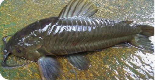 Choclito o pez cascarudo | Gota del Chaco