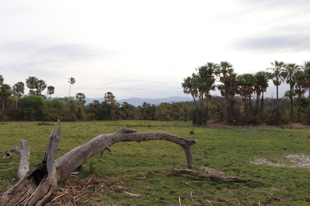Humedal Palmar Grande | Gota del Chaco