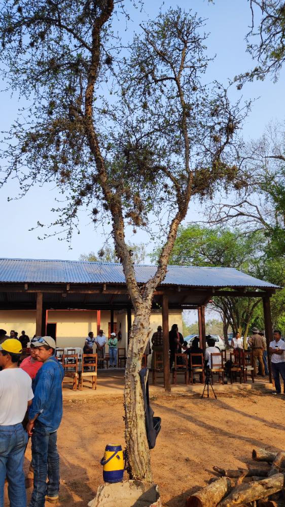 Duraznillo | Gota del Chaco