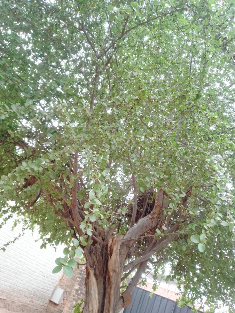 Duraznillo LM | Gota del Chaco