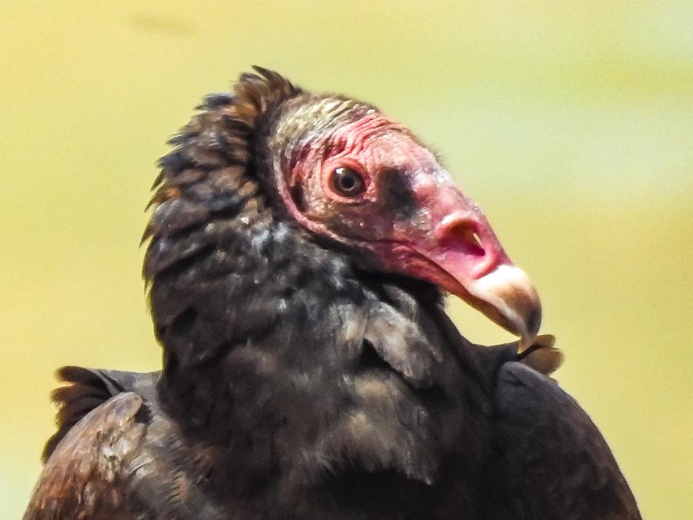 Palapala | Gota del Chaco