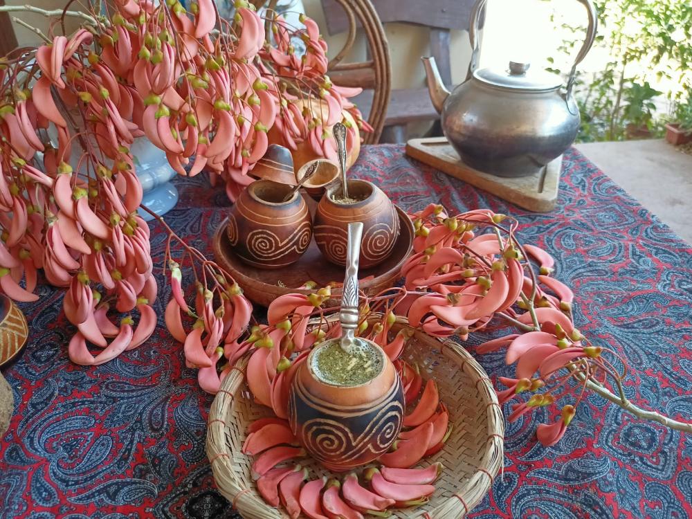 Ceibo - Gallo Gallitos en Flor | Gota del Chaco