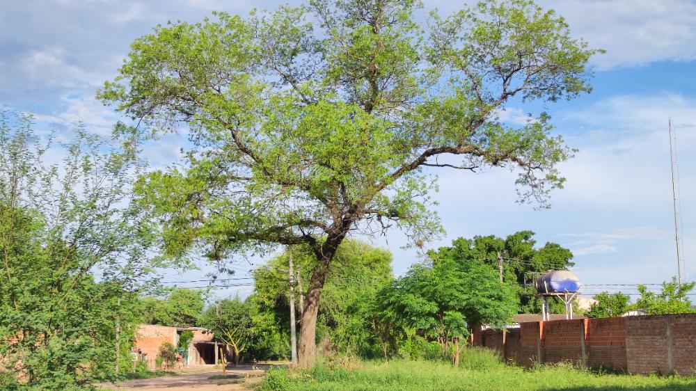 Quebracho Colorado Servisur | Gota del Chaco
