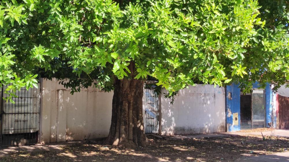 Motoyoe Flia. Plaza | Gota del Chaco