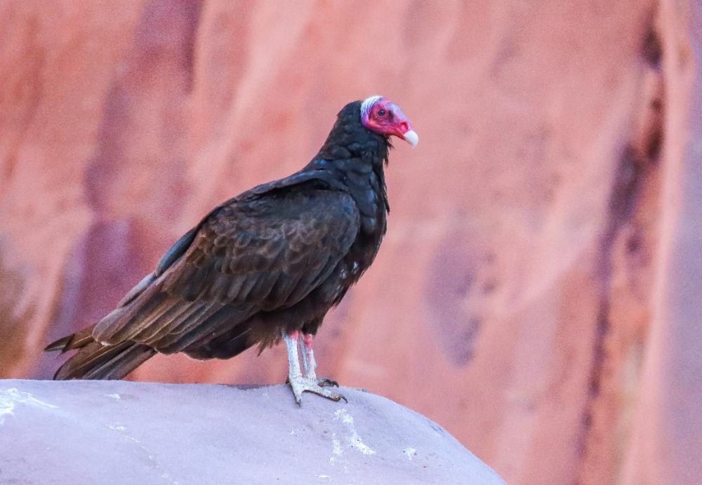 Palapala | Gota del Chaco