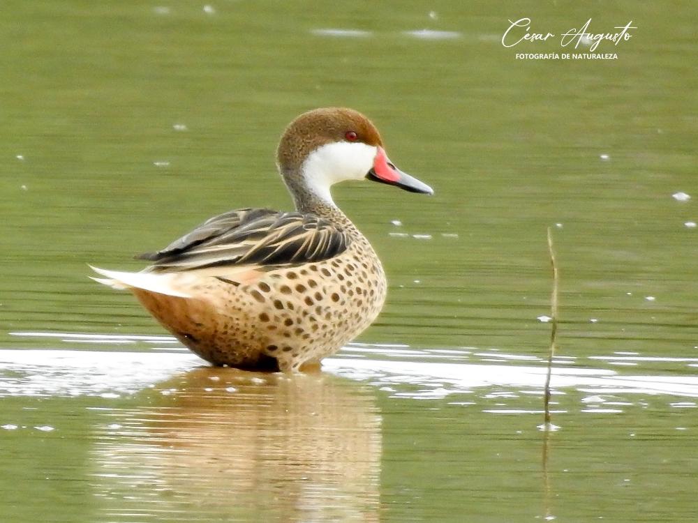 Pato gargantillo | Gota del Chaco
