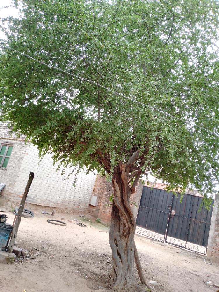 Duraznillo LM | Gota del Chaco