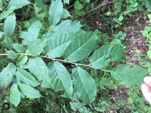 Árbol de Mora | Gota del Chaco