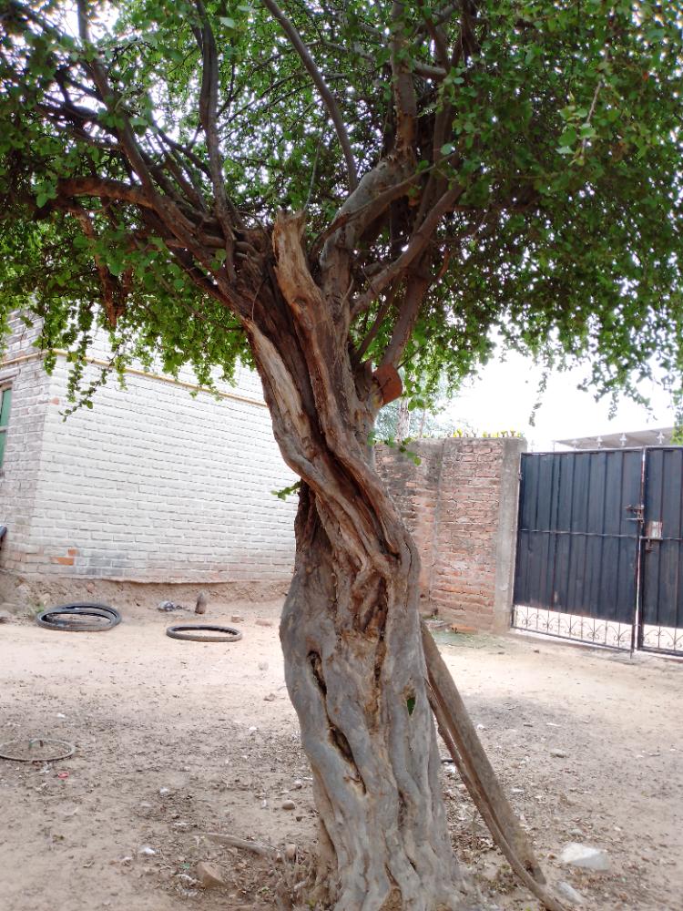Duraznillo LM | Gota del Chaco