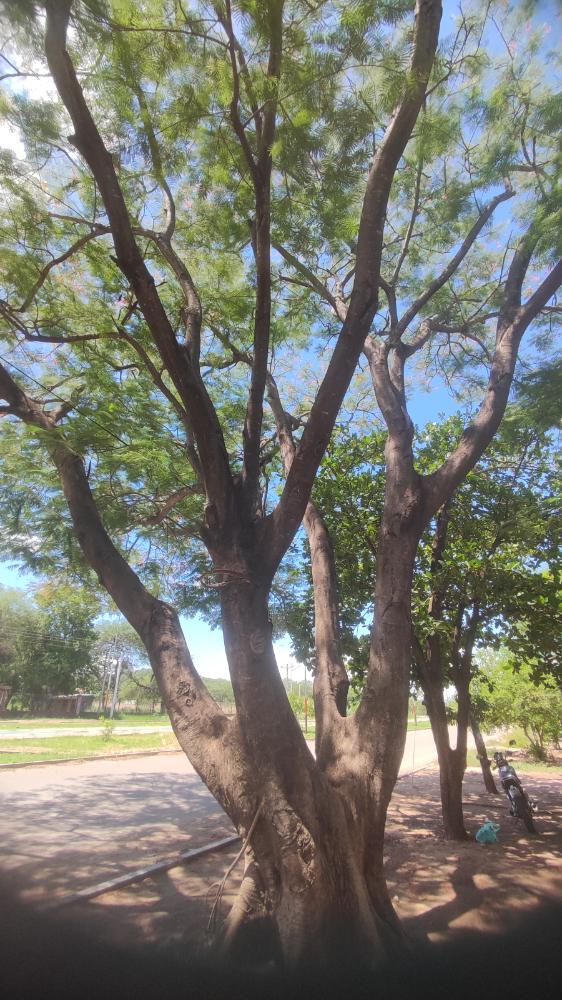 Pajarilla Av. Periférica | Gota del Chaco