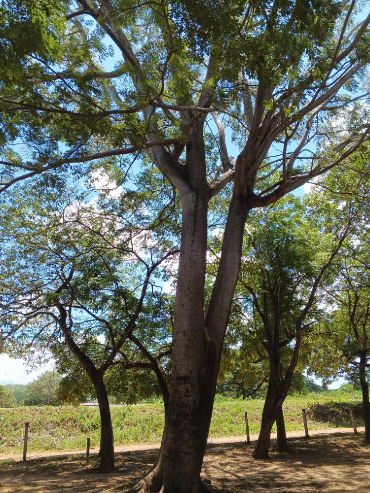 Serebó | Gota del Chaco