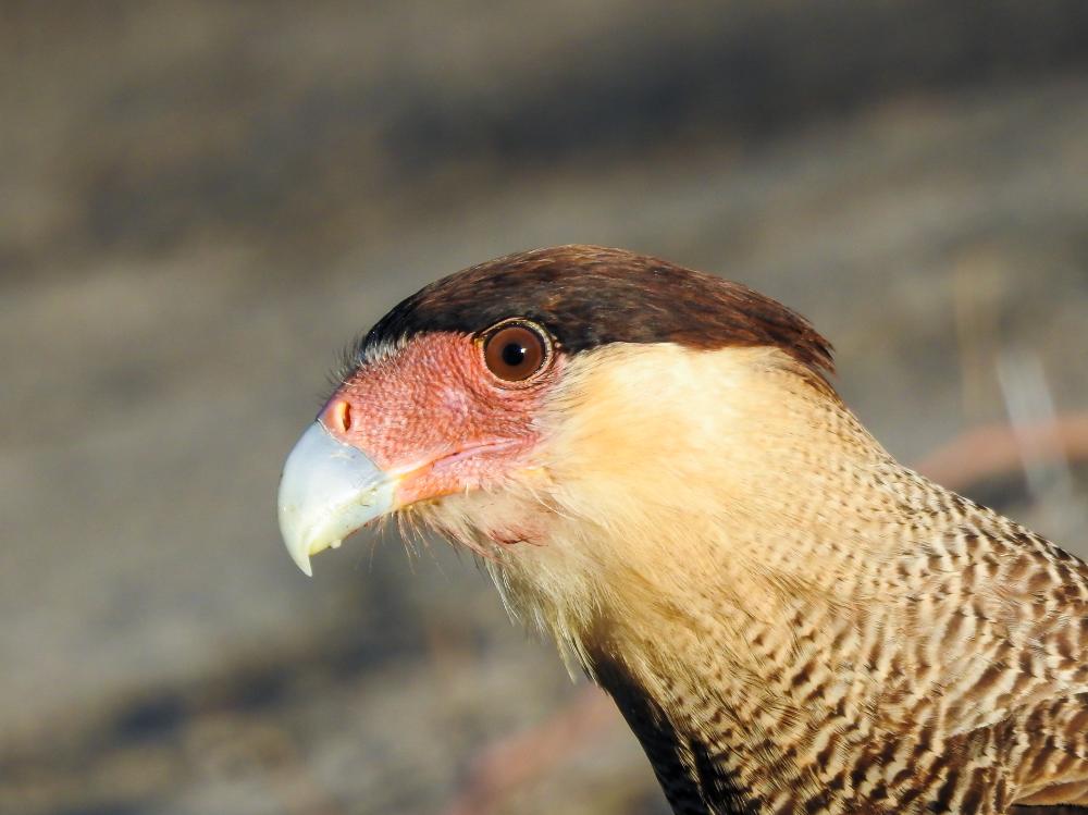 Carcancho, Carancho | Gota del Chaco