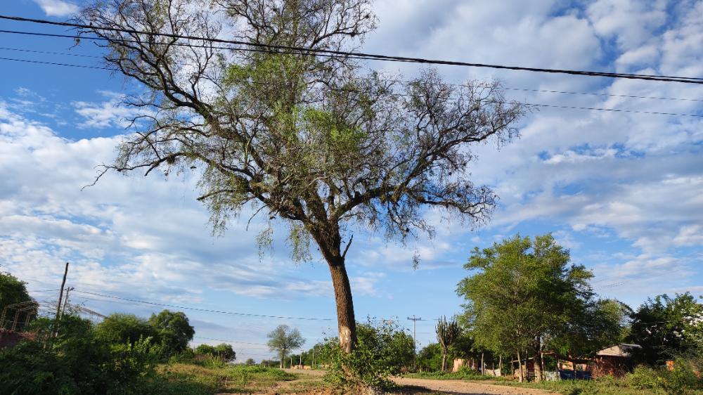 Quebracho Colorado Av. Industrial 2 | Gota del Chaco