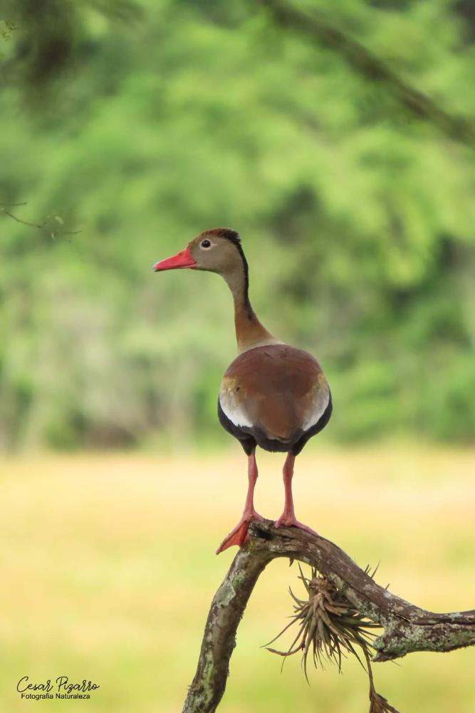 Pato silbador | Gota del Chaco